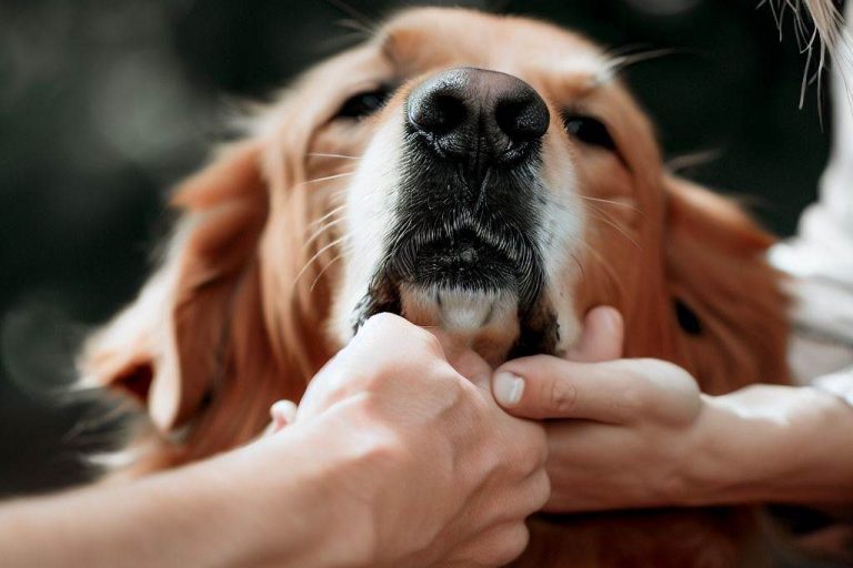 Cómo realizar la RCP en perros y gatos - Webanimal.es