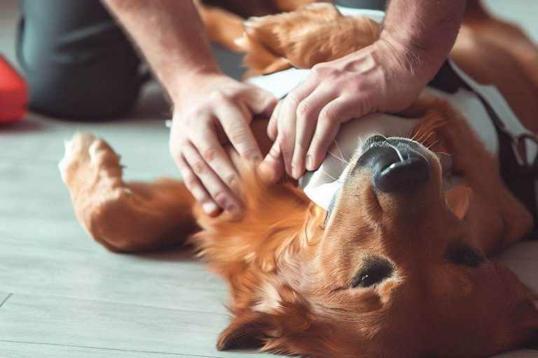 Cómo realizar la RCP en perros y gatos - Webanimal.es