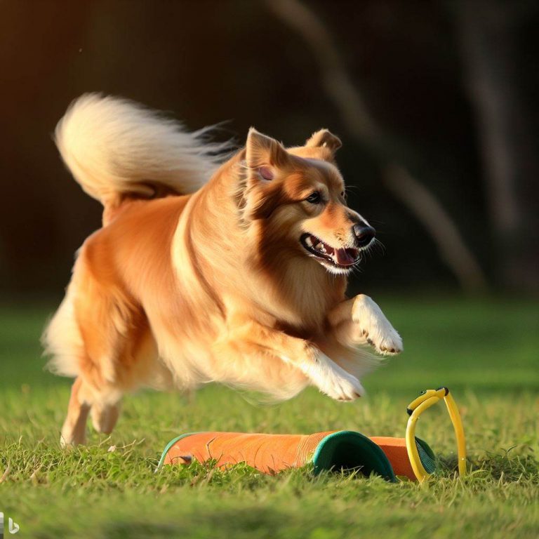 Beneficios de la actividad física para perros - Webanimal.es