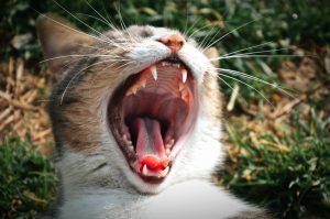 Cómo identificar signos de enfermedad dental en gatos - Webanimal.es