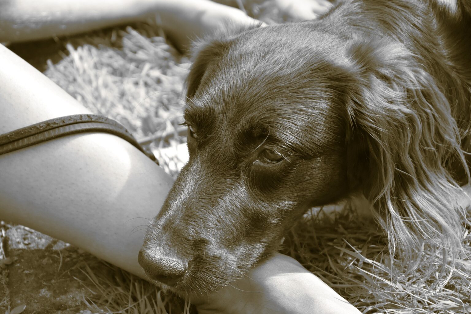 Colitis en Perros: Síntomas y Tratamiento - Webanimal.es